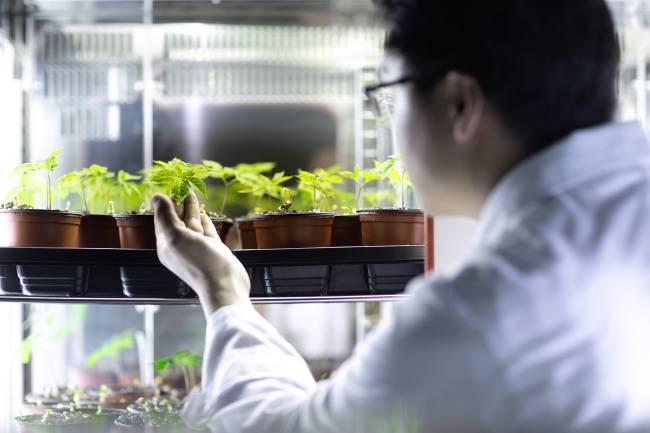 [과학] 우주의 99% '플라즈마'..농업과 만나다