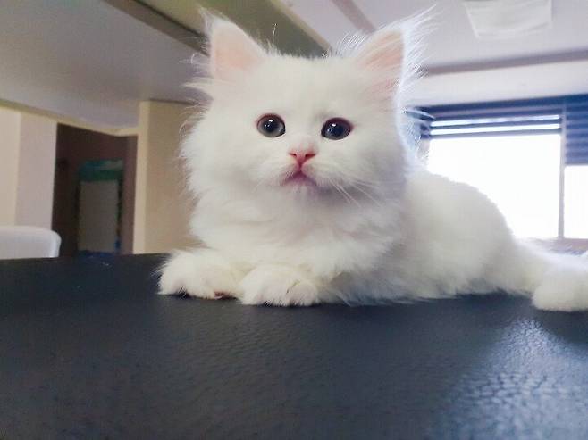 하고양이 캣타워를 사줬더니 커뮤니티