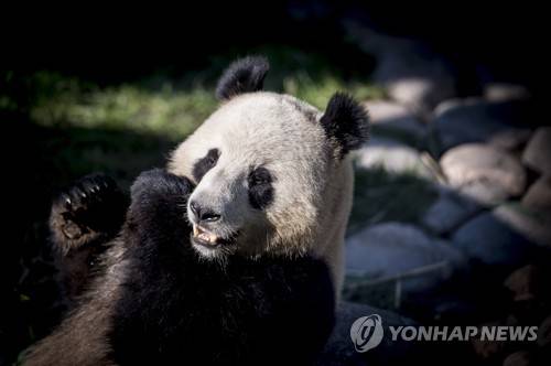 DENMARK ZOO PANDAS