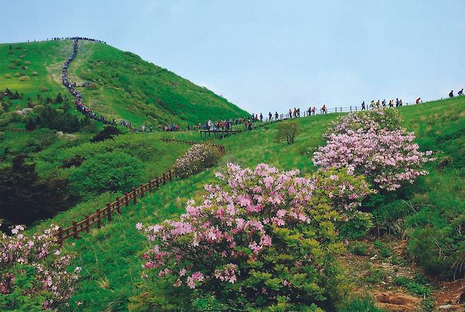 백두대간 에코 트레일ㅣ소백산 구간 생태 골수 산꾼 닮은 꽃 철쭉