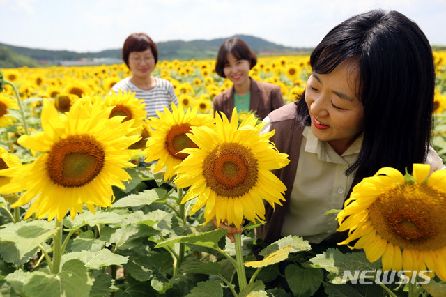 해남 간척지에 노란 해바라기 활짝마산면 농장 관광객 발길