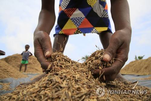 IVORY COAST PHOTO SET AGRICULTURE