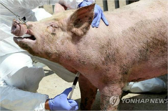 속보 파주서 아프리카돼지열병 의심신고 2건 접수