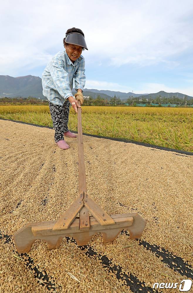 수확한 벼 말리는 농민