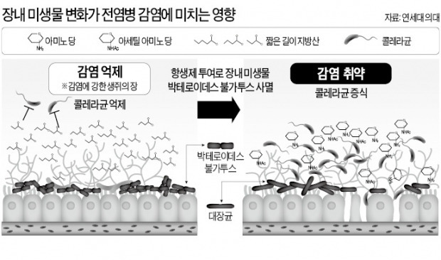 장 건강이 뇌 건강도 책임장내 미생물로 알츠하이머 고친다