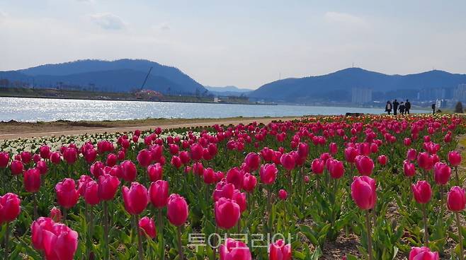 완연한 봄 진달래·튤립·유채 꽃물결에 봄기운 물씬