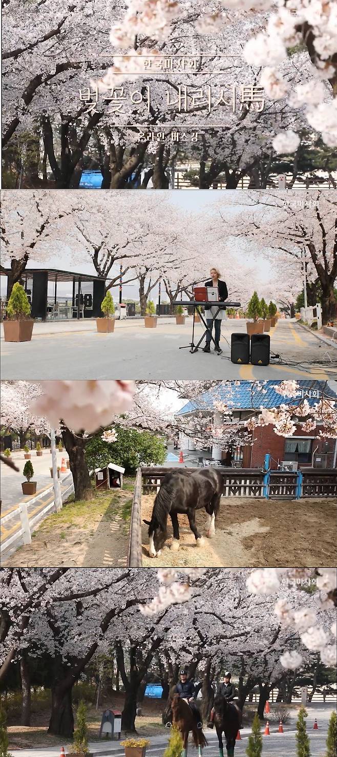 한국마사회 방구석 벚꽃 버스킹 공개