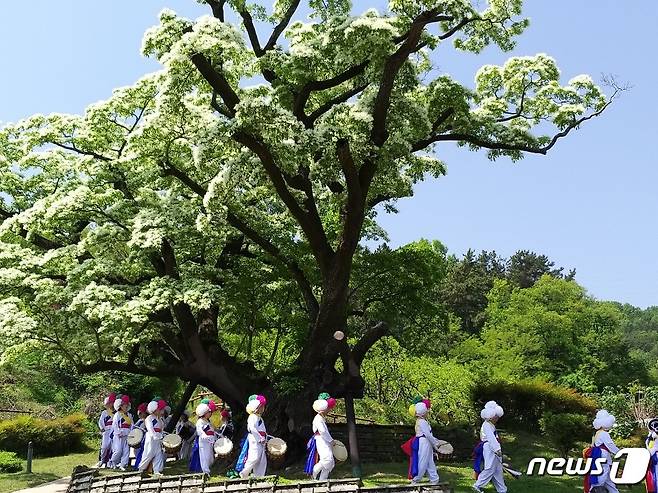 김해시 이팝나무 군락 활용한 관광명소 만든다