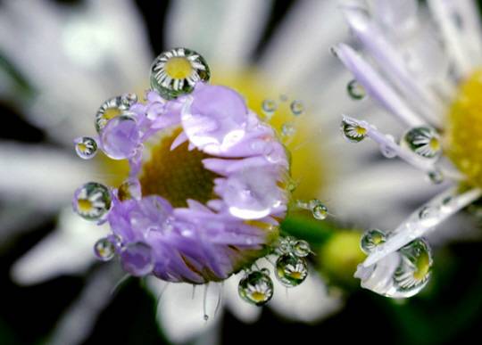 개망초 꽃잎 위에 맺힌 '방울방울 보석'