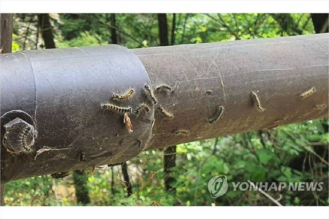 전국 뒤덮은 매미나방 왜 무섭나 가시 날려서 공격