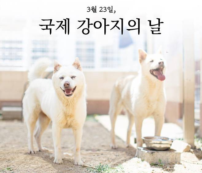 사지 말고 입양하세요 오늘은 국제 강아지의 날