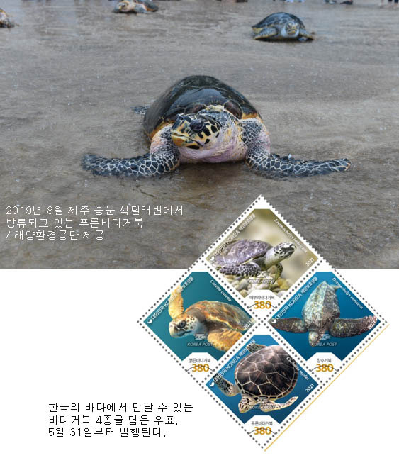 바다거북은 왜 멸종위기에 몰렸나 우정이야기