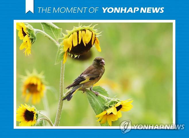 모멘트 해바라기 밑에서 더위 피하는 방울새