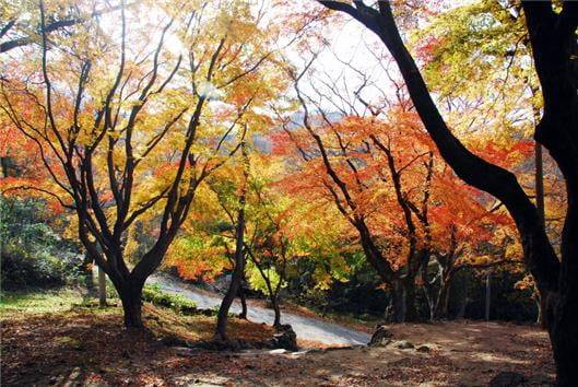 울창한 편백 울긋불긋 단풍 물결 아름다운 문수산 국유림 명품숲