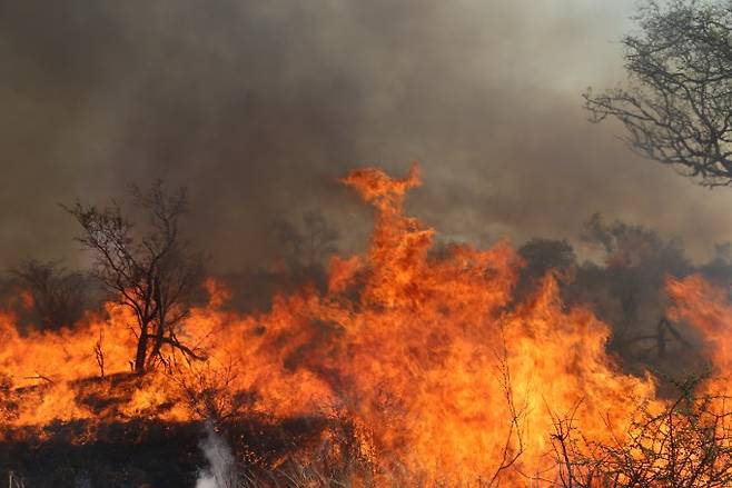 남미서 초식동물 사라지자 역대급 산불 잦아졌다