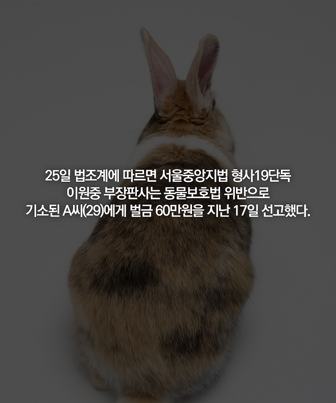 다리 부러진 반려토끼 치료 포기하고 버린 20대 女1심서 벌금형 법과생활