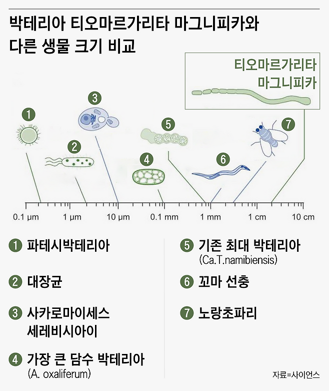 에베레스트만한 사람 나온 셈 길이 1cm 초거대 박테리아 발견 사이언스샷