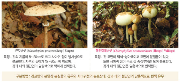 화려한 독버섯과 식용버섯 구분할 줄 안다면 당신은 인싸