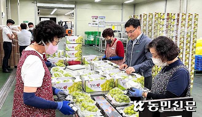 샤인머스캣 포도 출하량 최대 30 증가시세는 지난해 수준 유지 전망