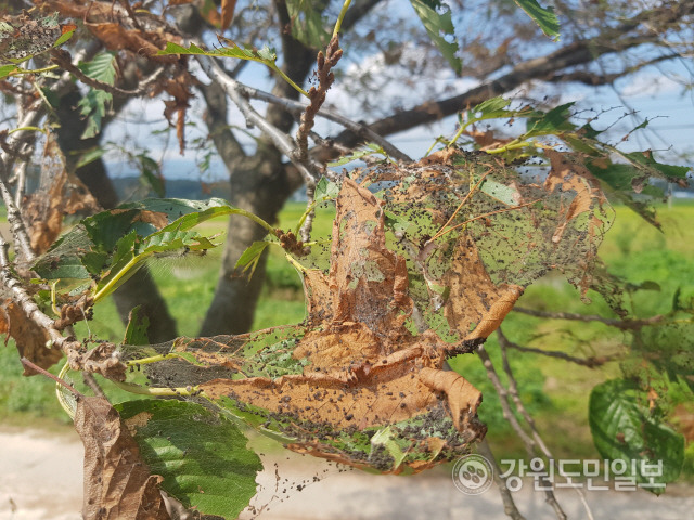 강릉은 벌레와의 전쟁 중 쐐기벌레 습격으로 몸살