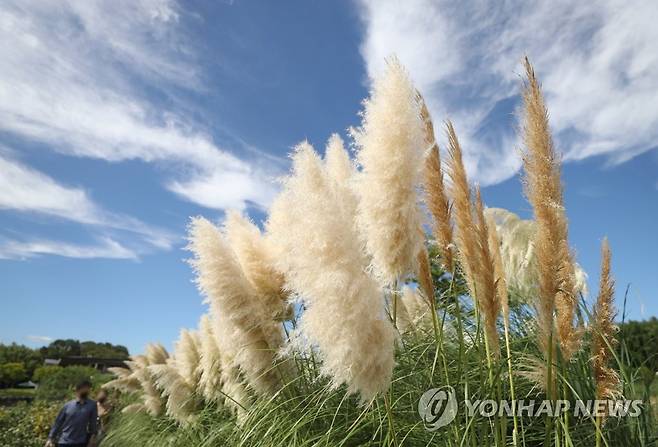 가을 하늘과 팜파스그라스