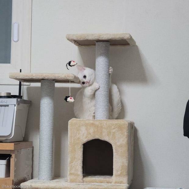 이빨 빠지자 엄마 품으로 쪼르르 안긴 고양이 노트펫
