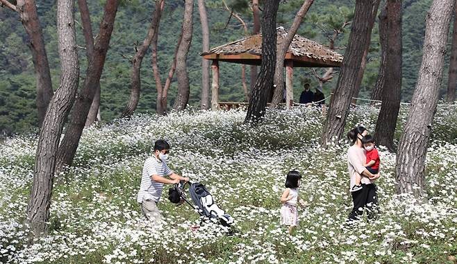 가을 정취 물씬정읍 구절초 꽃축제 29일 개막