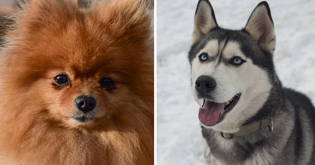 폼스키를 아시나요 크기가 작은 견종이 아니에요 비마이펫