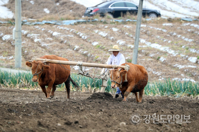 겨리소와 밭갈애비를 아시나요 홍천 겨리농경문화 공개행사 첫 개최