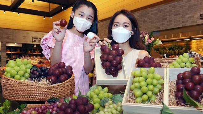 한송이 1400만원 日 고급 포도 루비로망한국에 묘목 유출