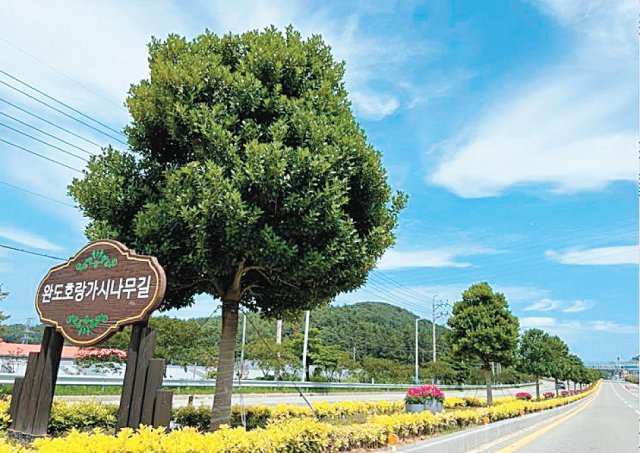완도군 완도호랑가시나무 길 ‘모범 도시 숲 인증