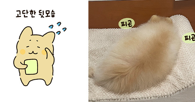 😎집사 아니죠 댕댕이 풉 컬렉터라고 불러주세요 비마이펫