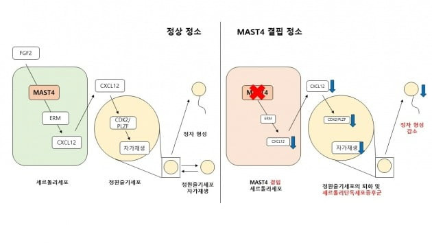 메드팩토 남성 불임 예방·치료 연관 단백질 작용기전 규명”