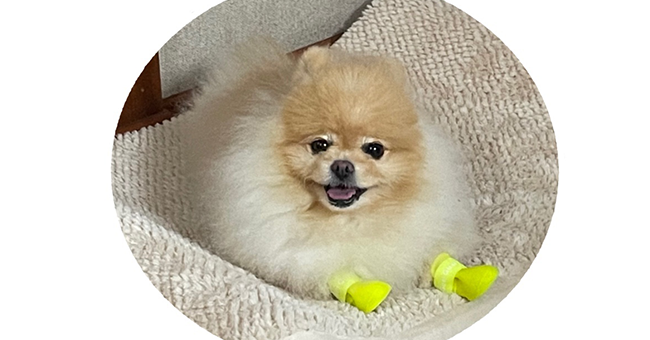 🐶집사랑 놀려고 기다리다 지쳐 잠든 댕댕이 ㅠㅠ 비마이펫