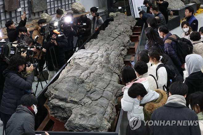 서 있던 나무가 어떻게 화석 됐을까천연기념물 된 나무 화석