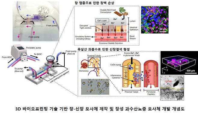 3d 바이오프린팅 기술 활용한 이중장기 모사체 개발