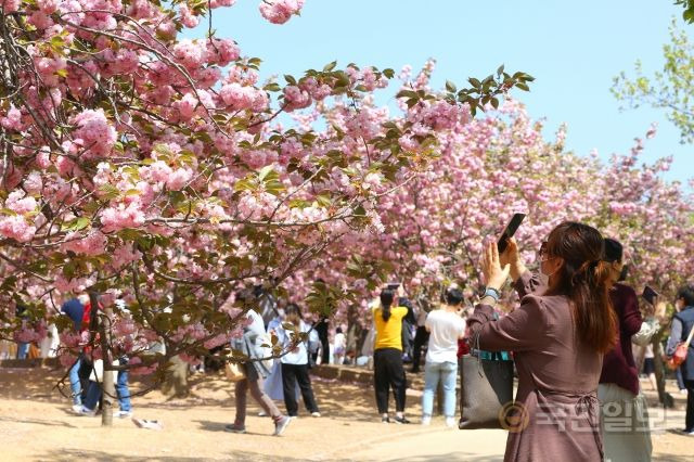 경주벚꽃축제 4년 만에 다시 열린다