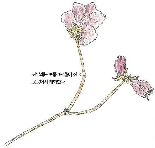 소년중앙 ‘봄의 전령사 진달래꽃에 대해 잘 몰랐던 사실