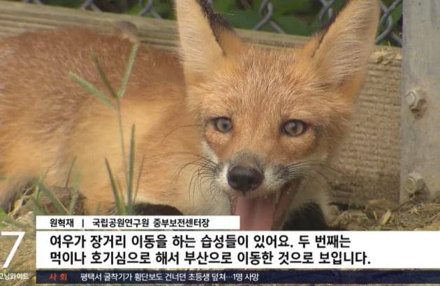 부산 달맞이고개 나타난 여우 강원 정선서 숨진 채 발견
