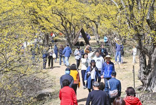 이천백사산수유꽃축제 인파 북적 포토뉴스