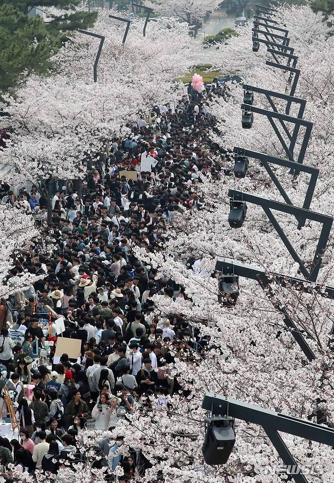 부경대 벚꽃축제 인산인해