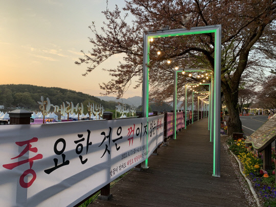 르포 벚꽃이 꺾여도 대청호 벚꽃축제는 시민들과 뜨겁게