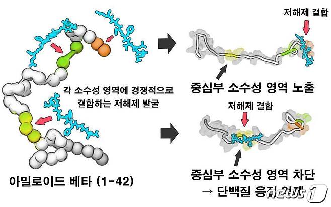 알츠하이머병 유발 단백질 형성 과정 규명