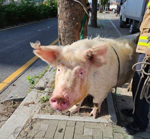 도살장 끌려가던 돼지 차량서 떨어져포획 소동