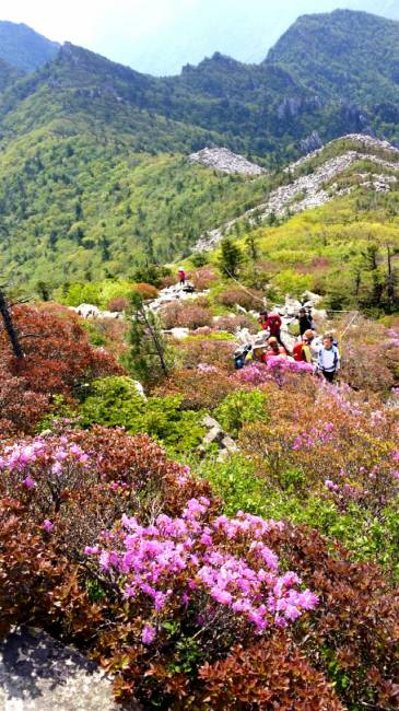 최동열의 산썰山說 8 설악산 털진달래를 만나는 시기
