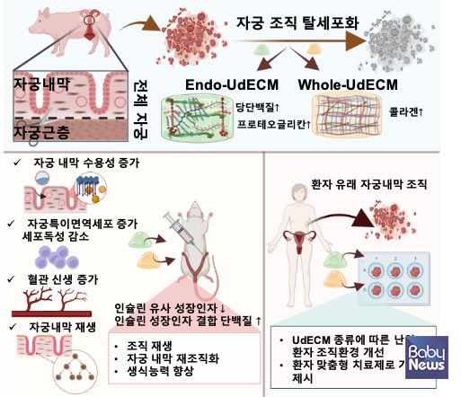차 의과학대학교∙포스텍 공동 연구팀 자궁내막 재생으로 난임 해결책 찾아
