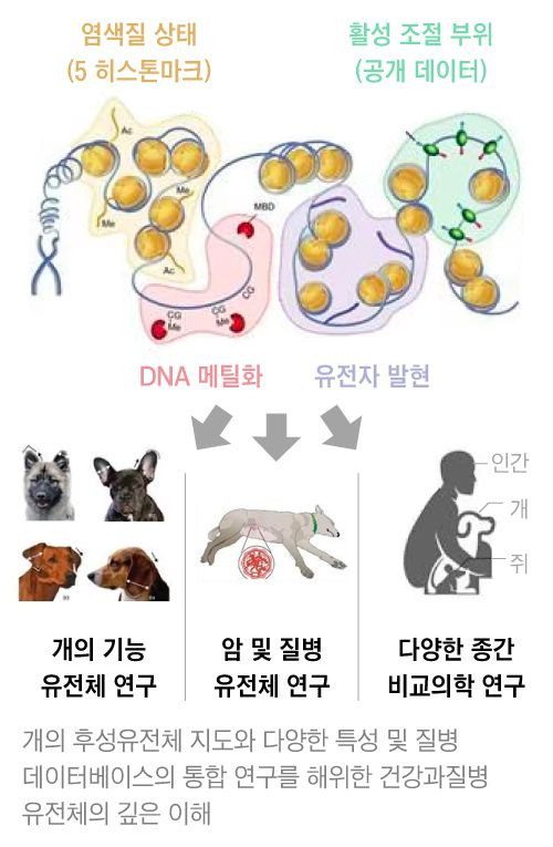 반려견 암 유전 질환 연구 길 열렸다세계 최초 개의 후성유전체 지도 완성