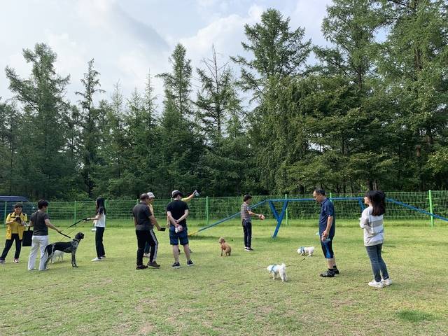 댕댕아 맘껏 뛰어놀렴반려견 동반 가능 휴양림 4곳