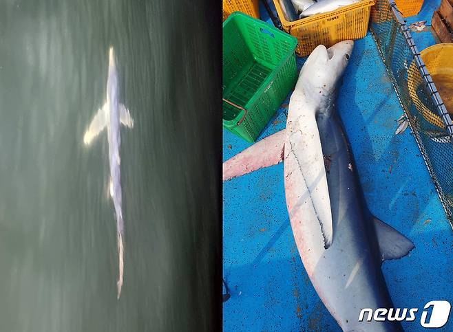 포항 앞바다서 상어 또 잡혀…사람 공격하는 1 8m짜리 청새리상어