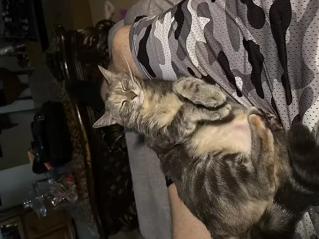 길 잃은 고양이를 집으로 데려온 경비원, 그런데 녀석 뭔가 수상하다...?! | koreadognews